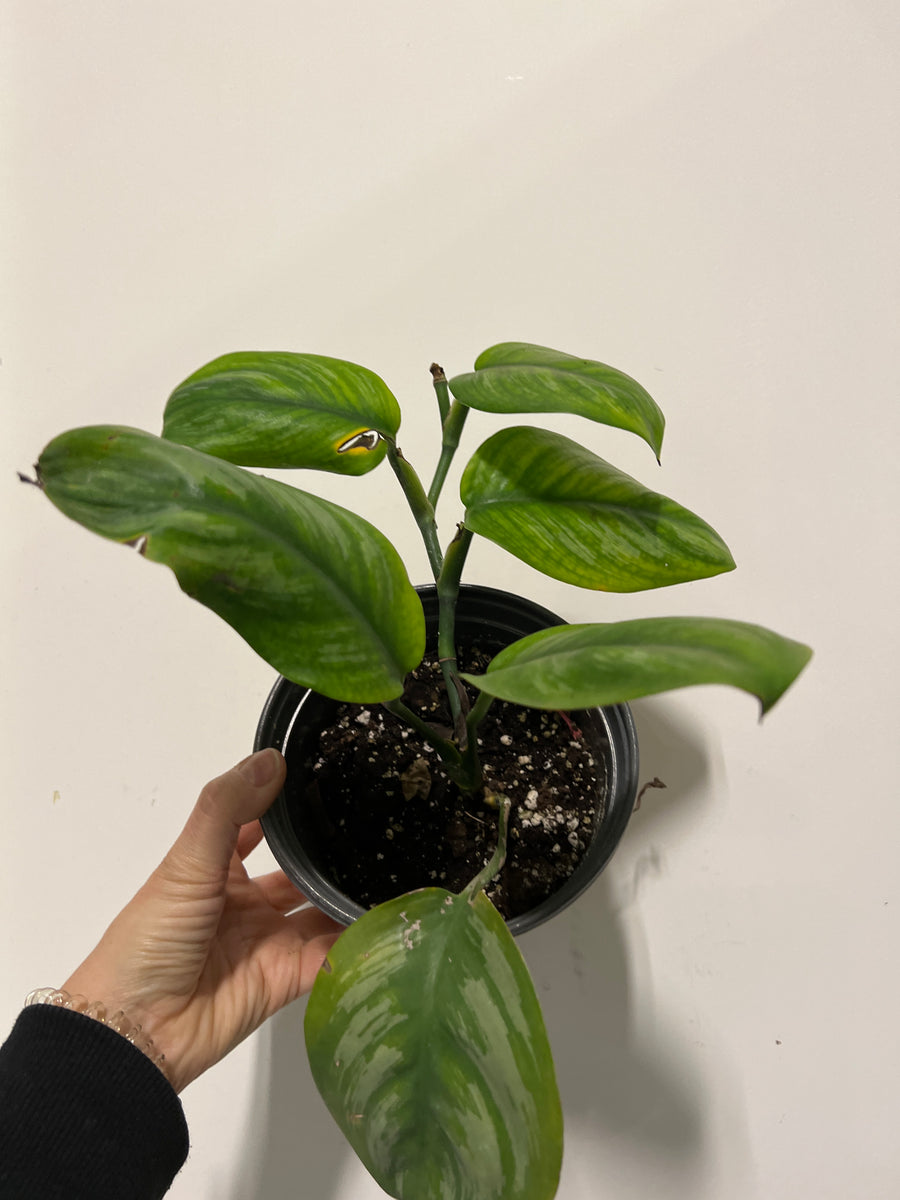 Scindapsus Officinalis – The Little Big Plant Co