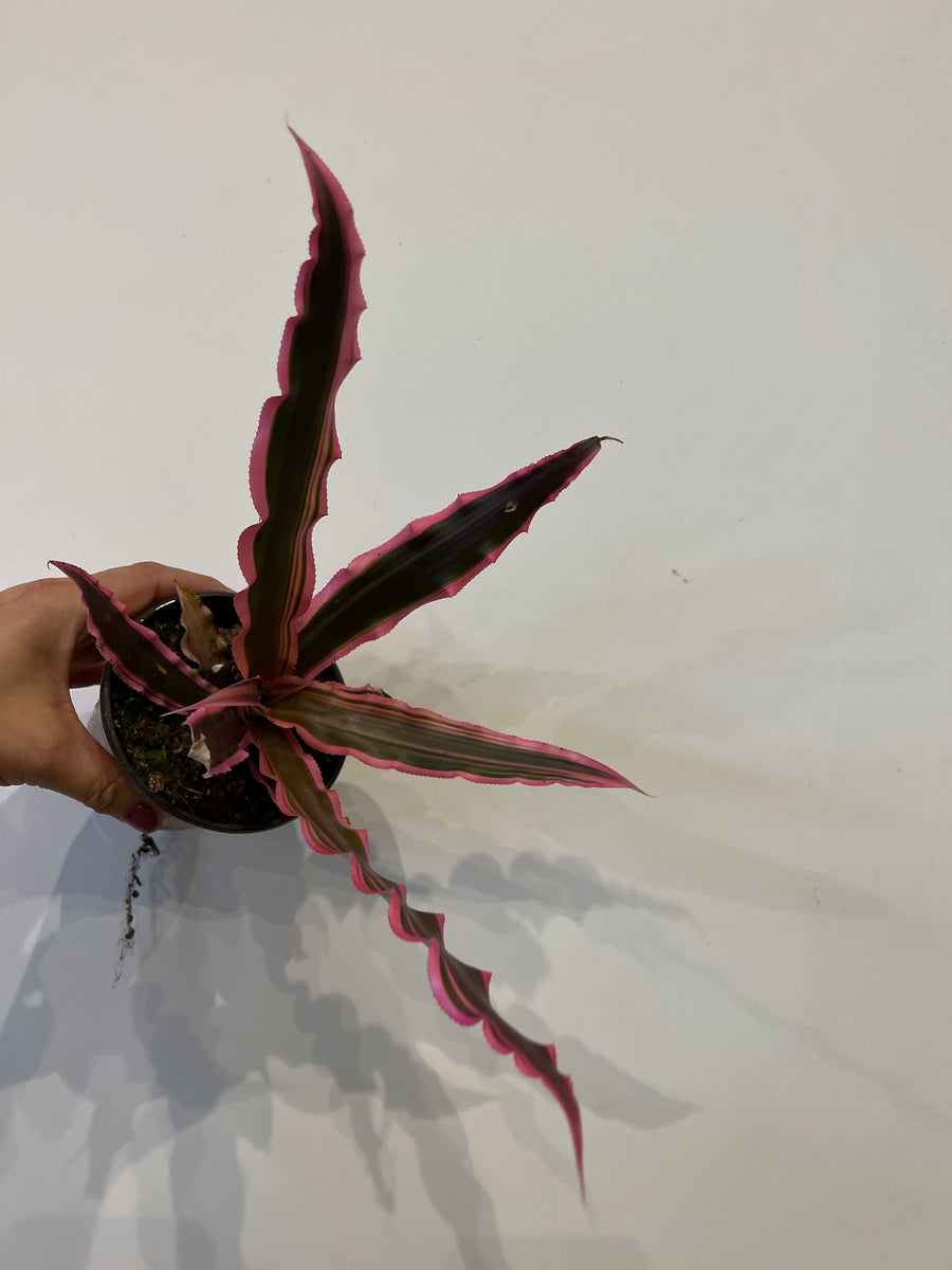 Crypthanthus Elaine – The Little Big Plant Co