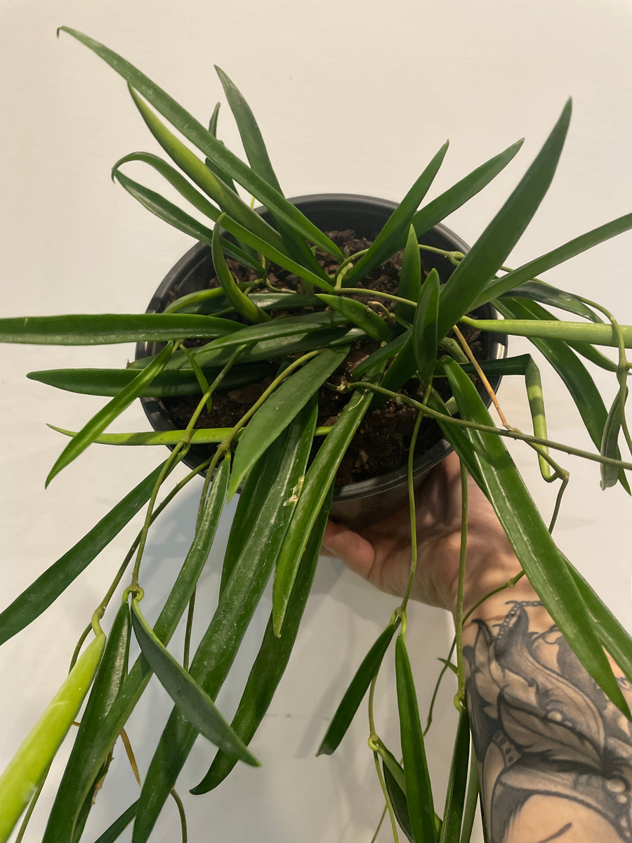 Hoya Shepherdii – The Little Big Plant Co