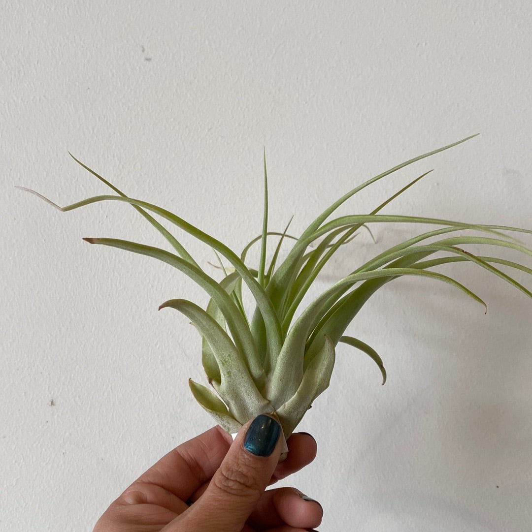 Tillandsia Brachycaulos Multiflora – The Little Big Plant Co
