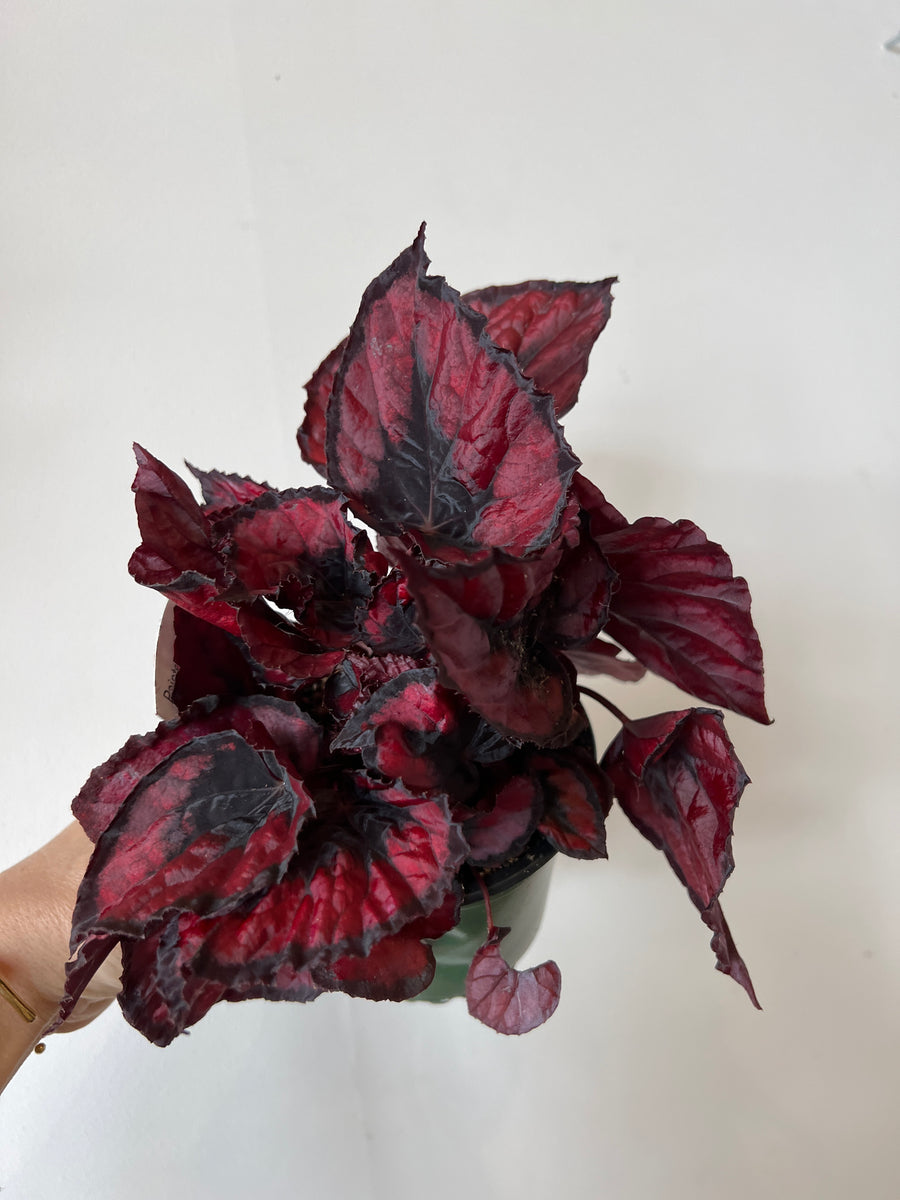 Rex begonia harmonies Red Robin – The Little Big Plant Co