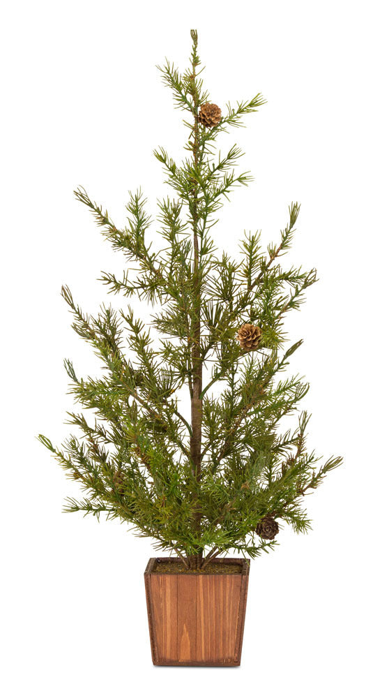 Potted pine tree – The Little Big Plant Co
